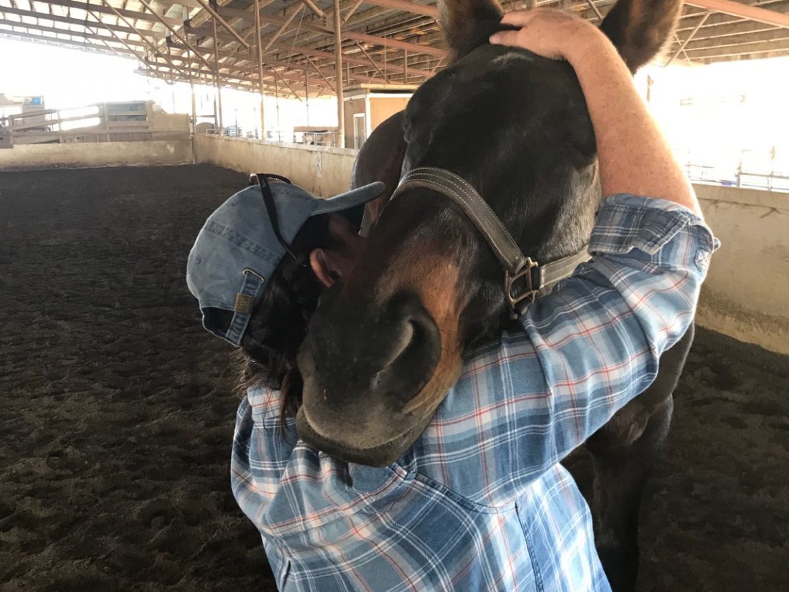 About The Masterson Method | Equine Bodywork Technique