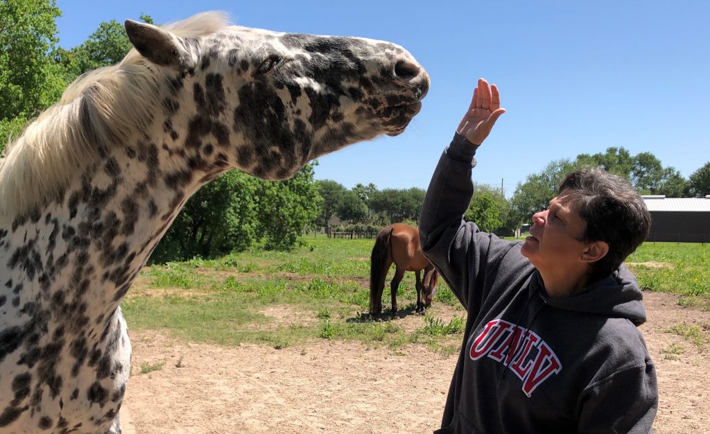 Marty Clark, MMCP | Certified Equine Practitioner | Masterson Method