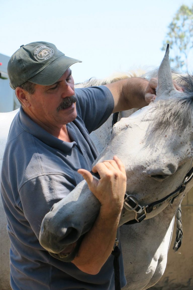 About The Masterson Method | Equine Bodywork Technique