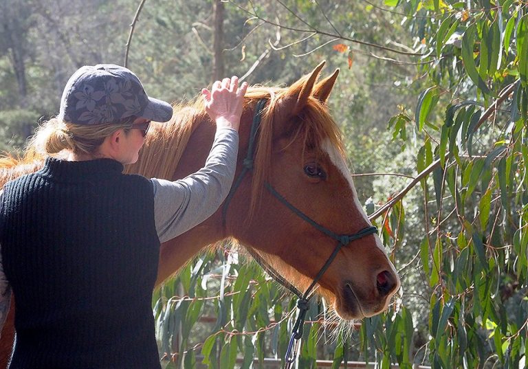 About The Masterson Method | Equine Bodywork Technique