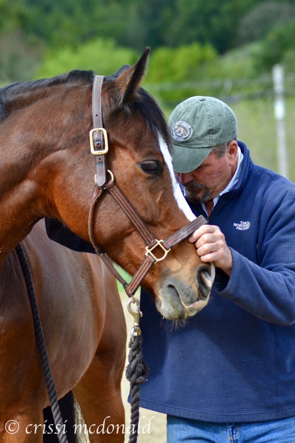 Contact The Masterson Method | Equine Bodywork