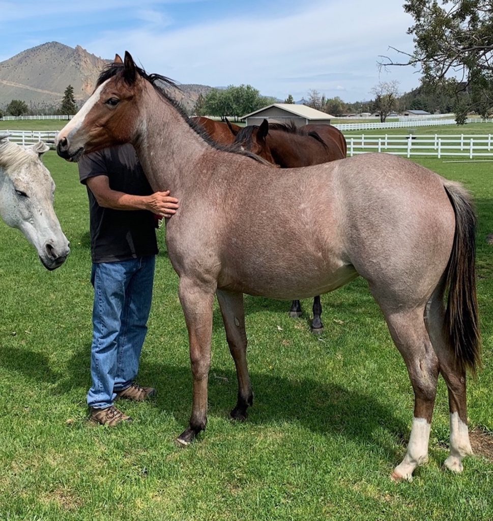 Masterson Method with Cutting Horses – Part One - Masterson Method