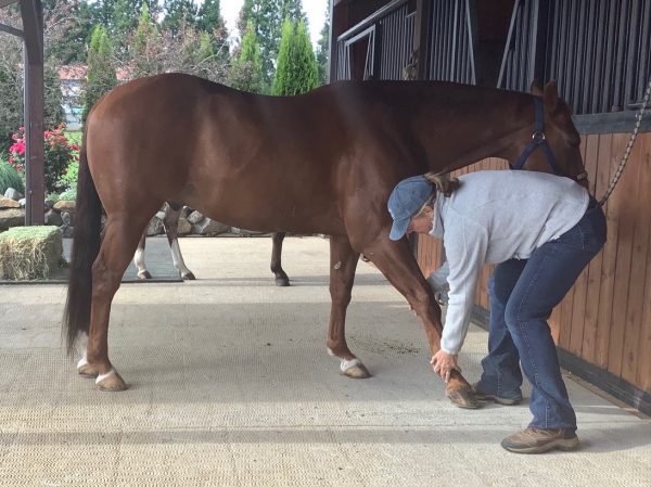 Masterson Method with Cutting Horses – Part Three - Masterson Method