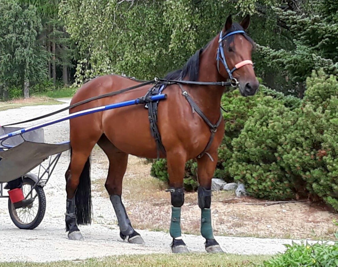 Letter from Finland about Harness Racing Horses - Masterson Method