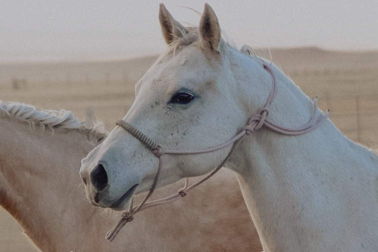 Masterson Method Expos & Demos | The Masterson Method