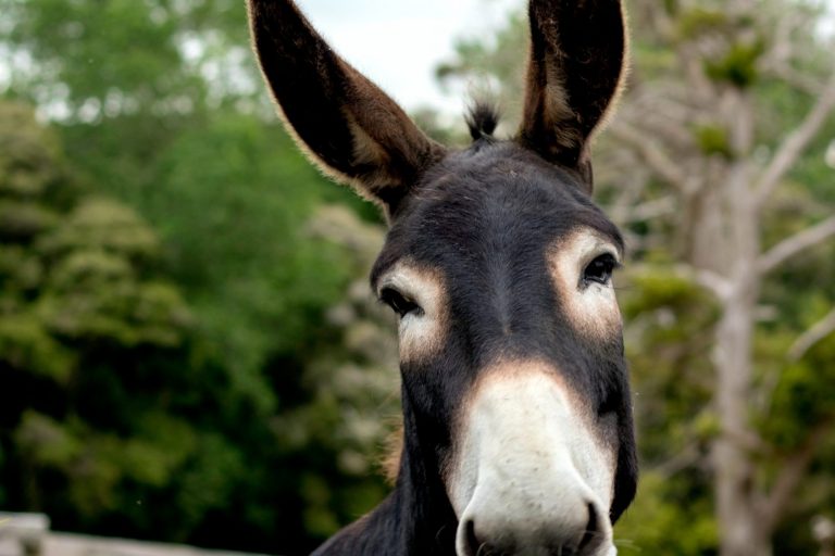 Masterson Method Equine Bodywork Blog | Tips & Techniques