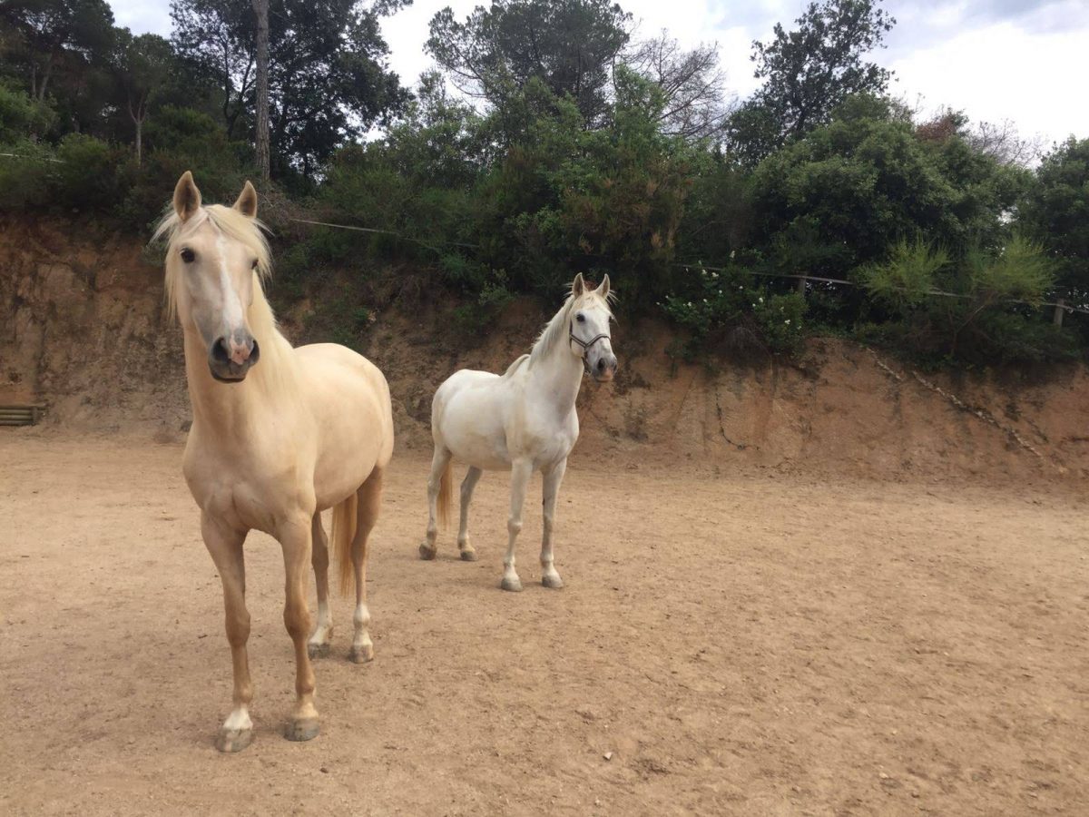 Masterson Method Certification Journey | What a ride!