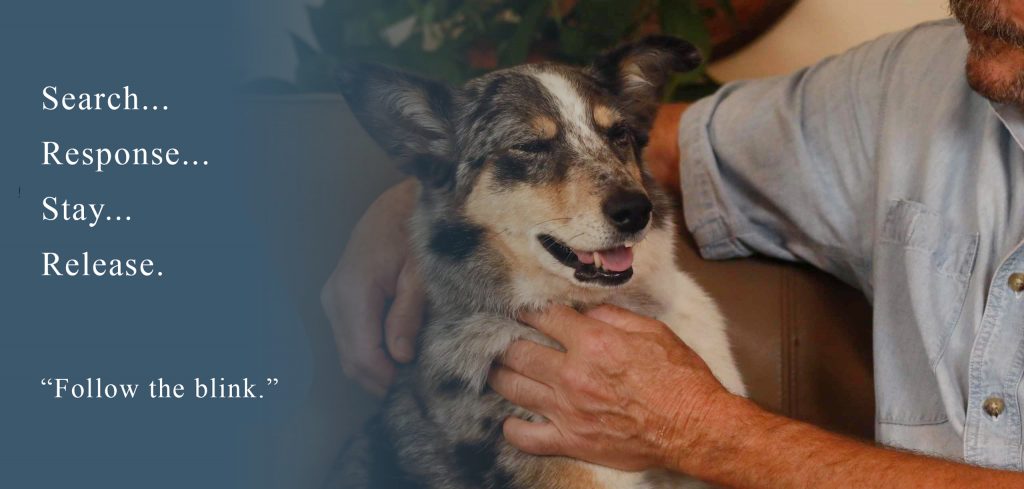 Canine Massage - Beyond Dog Massage | Masterson Method