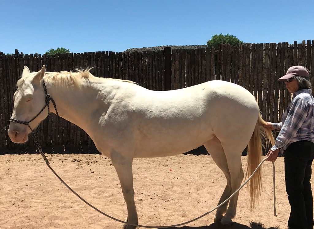 Sandy Benson, MMCP, Coach | Certified Equine Practitioner | Masterson ...