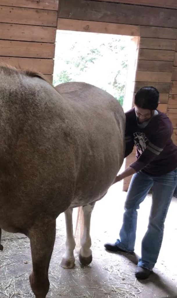 Melody Cole, MMCP, MMES | Certified Equine Practitioner | Masterson Method