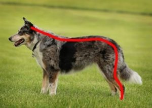 Bladder Meridian Technique Practice Guide for Dogs - Masterson Method