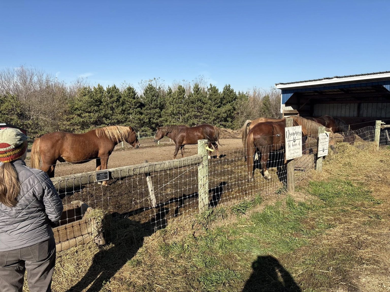 Listening to the Herd: A Day with the Hallelujah Stallions - Masterson ...