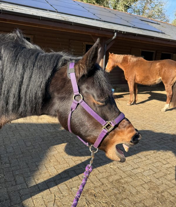 Understanding Laminitis in Horses Part One: Signs, Stages, and Bodywork ...