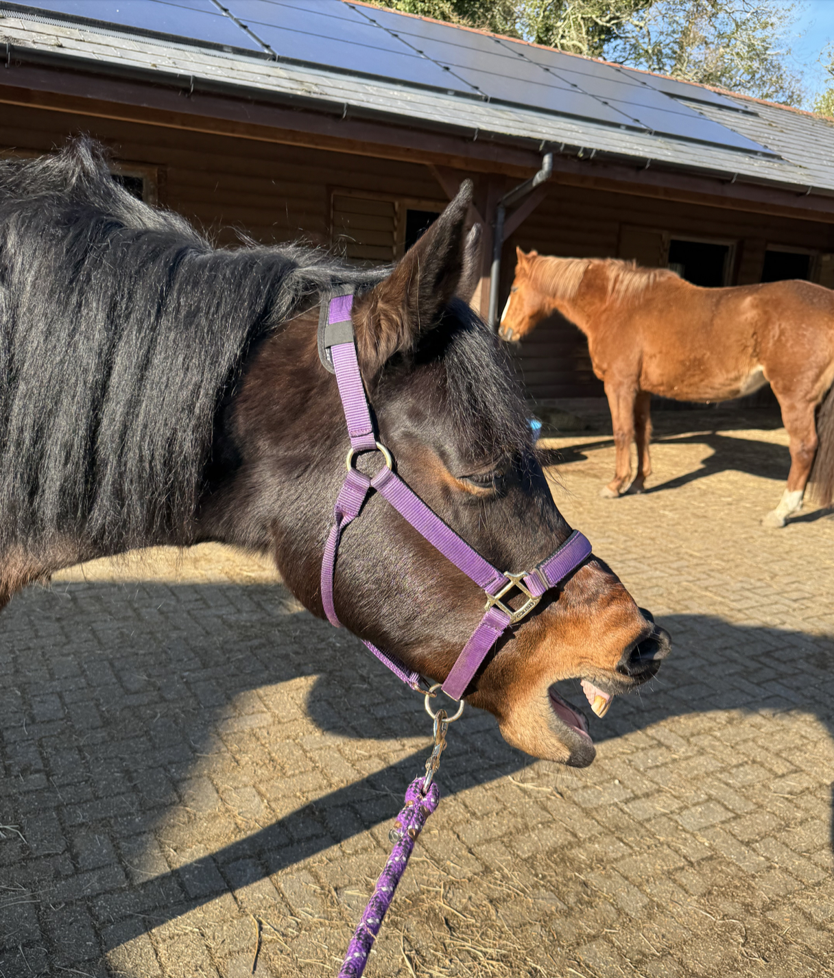 Understanding Laminitis in Horses Part One: Signs, Stages, and Bodywork ...