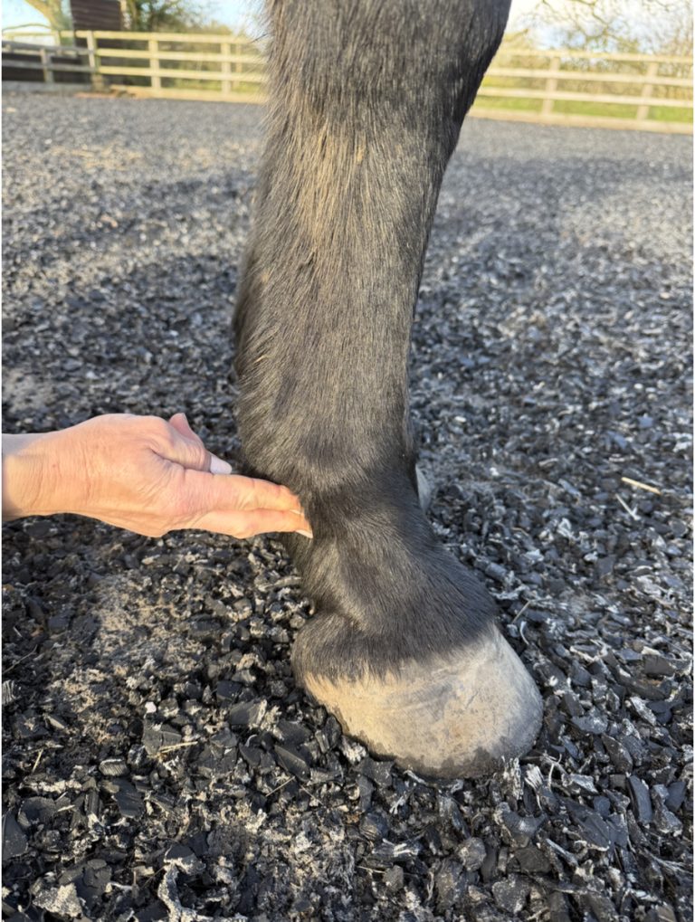 Understanding Laminitis in Horses Part One: Signs, Stages, and Bodywork ...